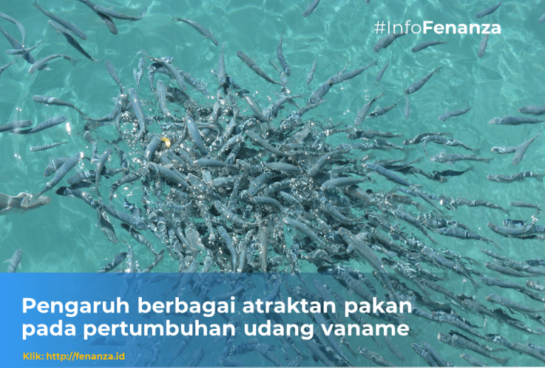 Pengaruh berbagai atraktan pakan pada pertumbuhan udang vaname – Fenanza