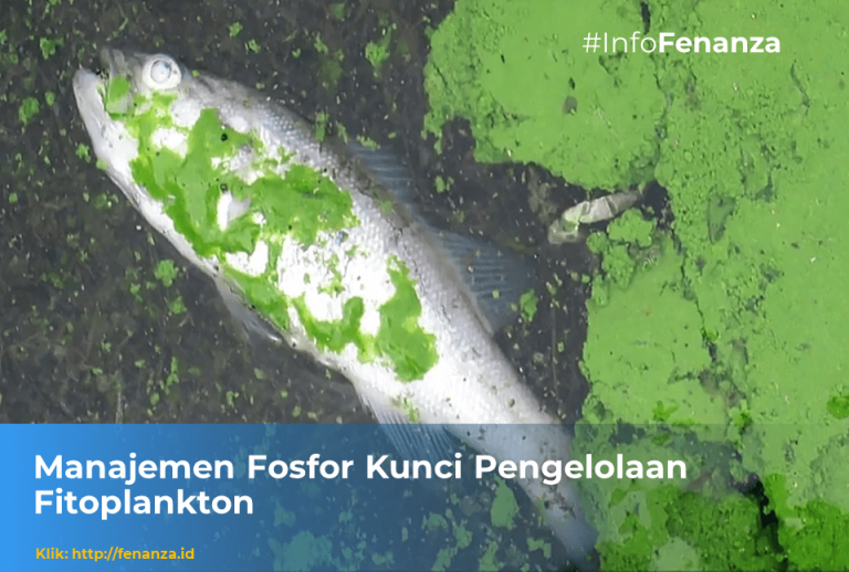 Manajemen Fosfor Kunci Pengelolaan Fitoplankton – Fenanza